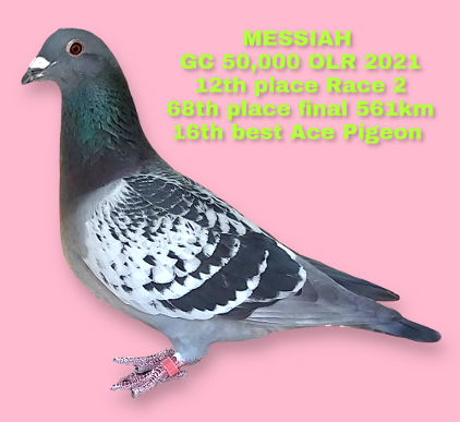 Stock Birds | Northern Gold Coast | Hudson Lofts